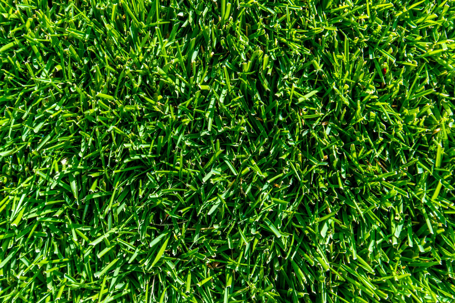 Newlawnturf.com.au - Tif Tuf Hybrid Bermuda Grass – New Lawn Turf