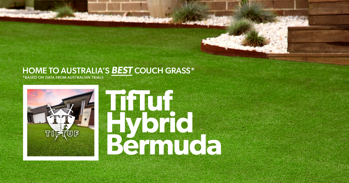 Newlawnturf.com.au - Tif Tuf Hybrid Bermuda Grass – New Lawn Turf