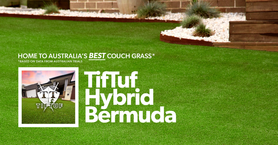 Newlawnturf.com.au - Tif Tuf Hybrid Bermuda Grass – New Lawn Turf