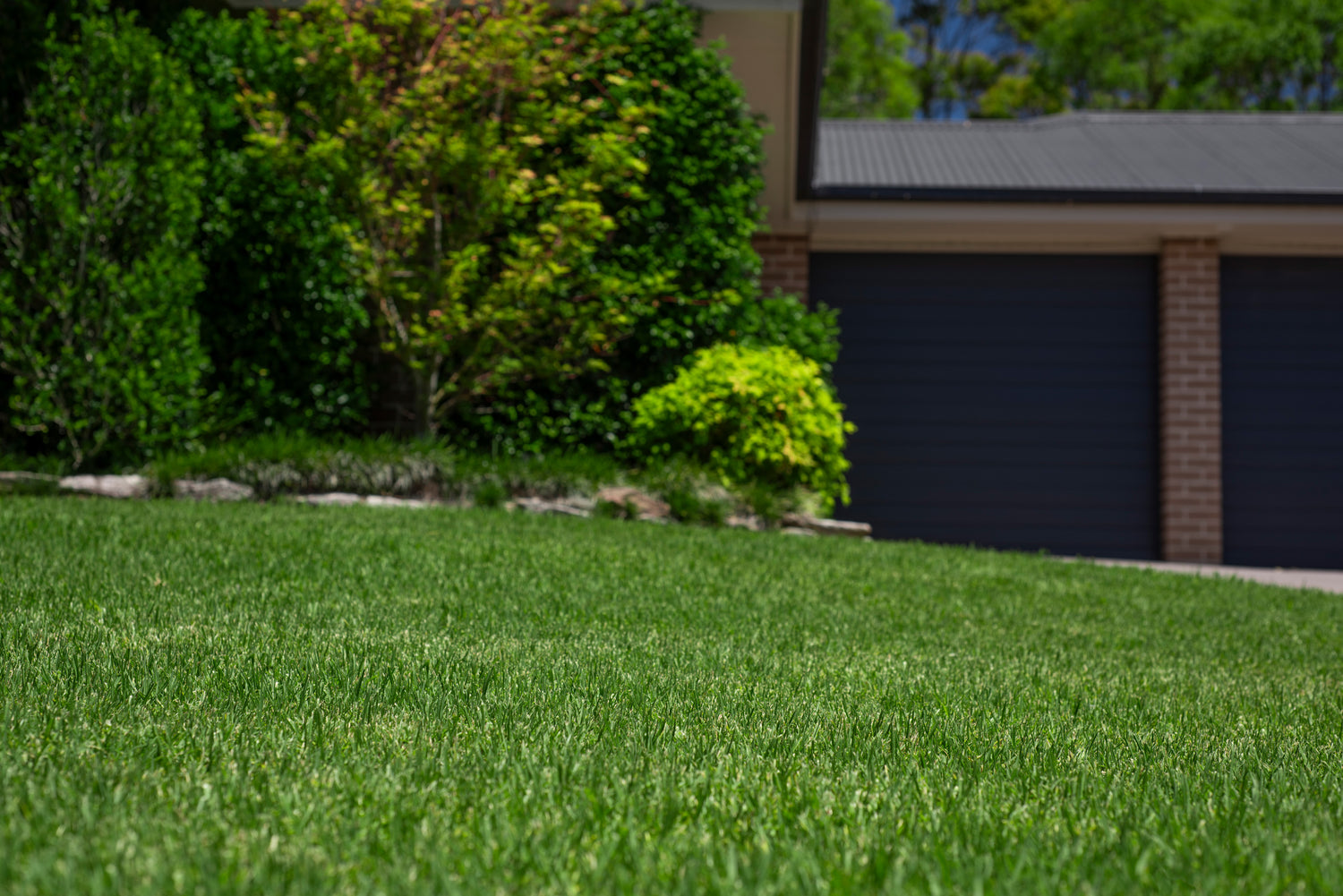 New Lawn Turf | Turf Installation | Lawn Care Products
